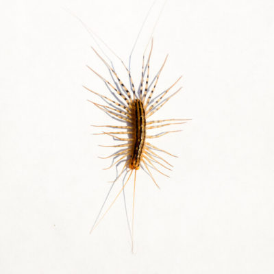 House Centipede Identification & Info | Eastern Pest Services - Pest ...