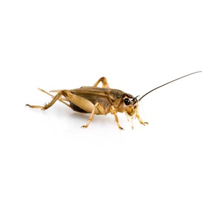 House Crickets in North Jersey | Identification, Prevention, & More!